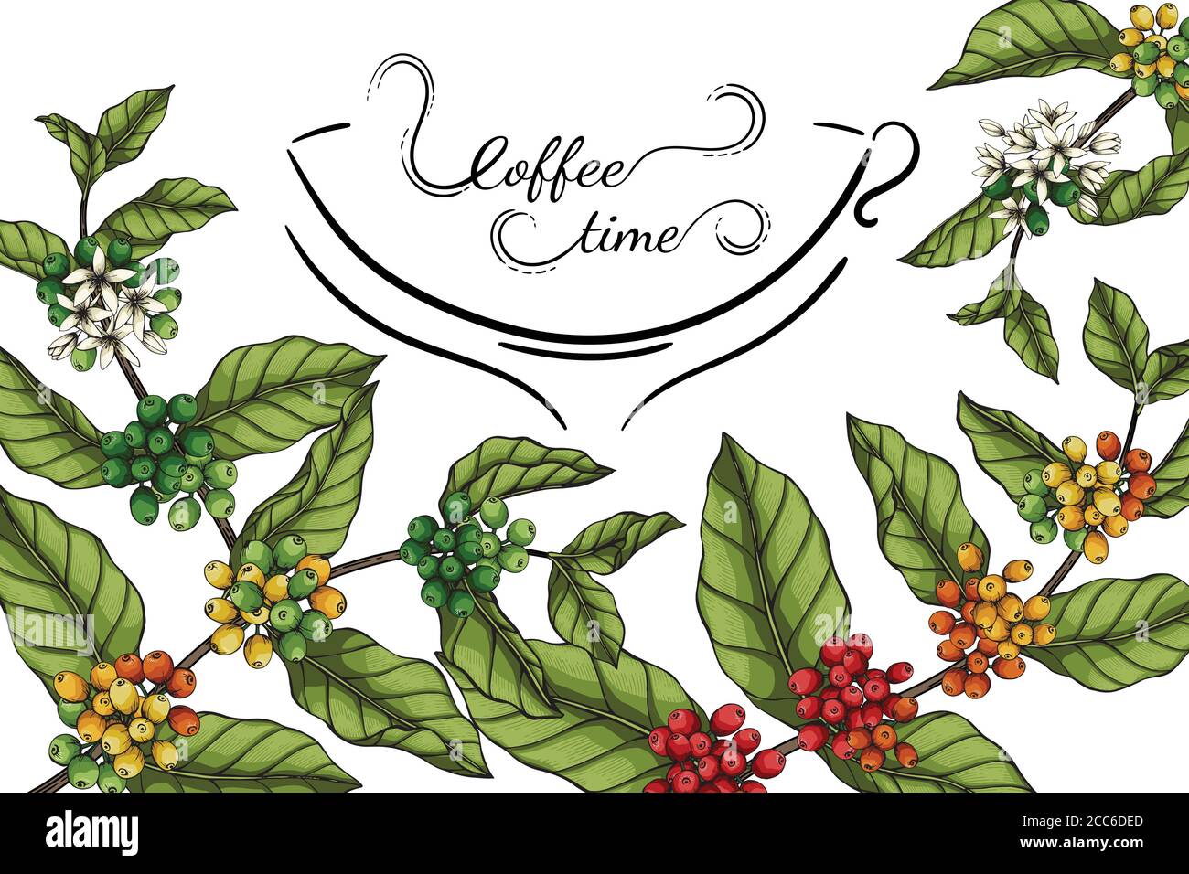 Coffee flower and leaf drawing illustration with line art on white ...