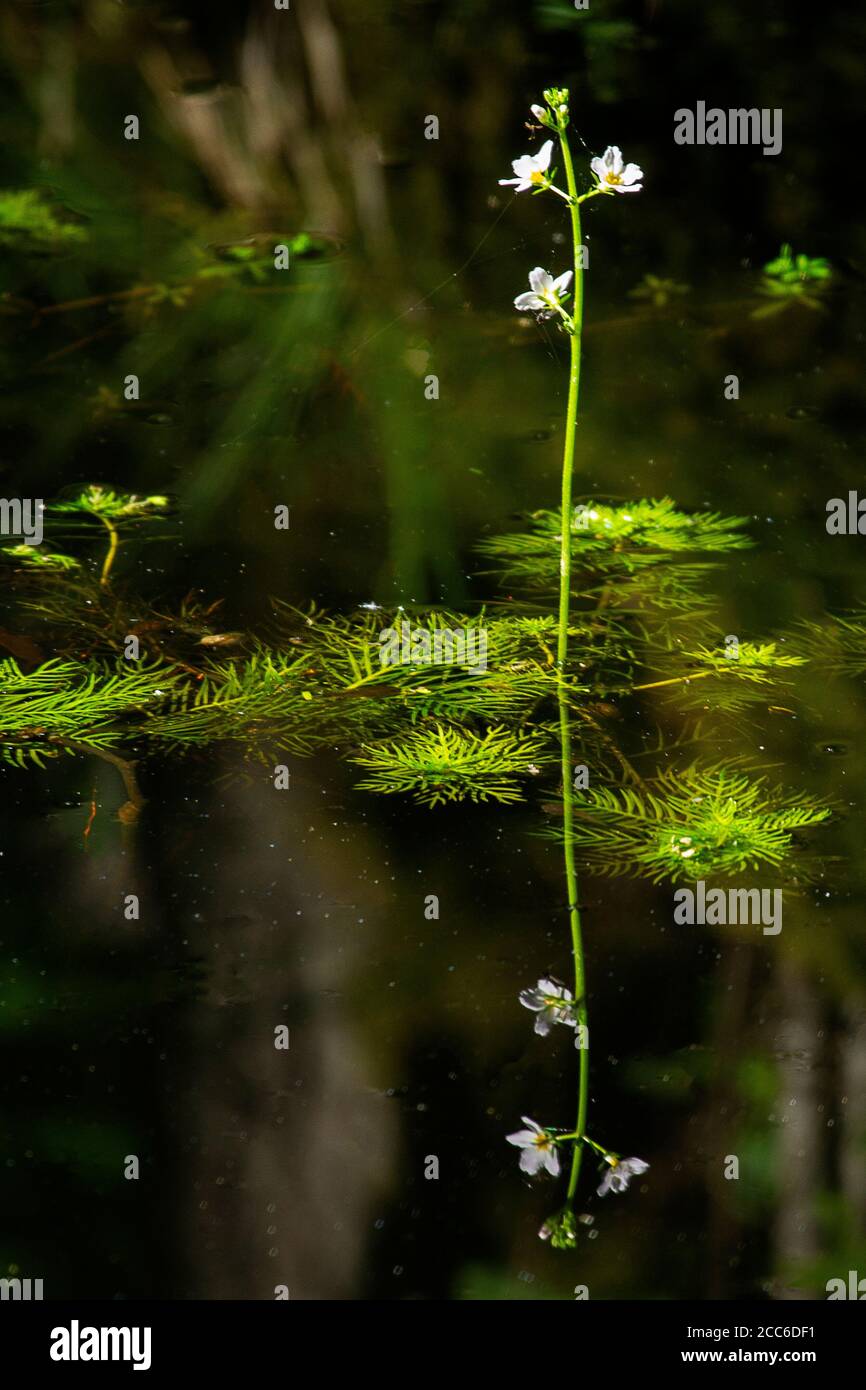 Water Violet, Hottonia palustris Stock Photo - Alamy