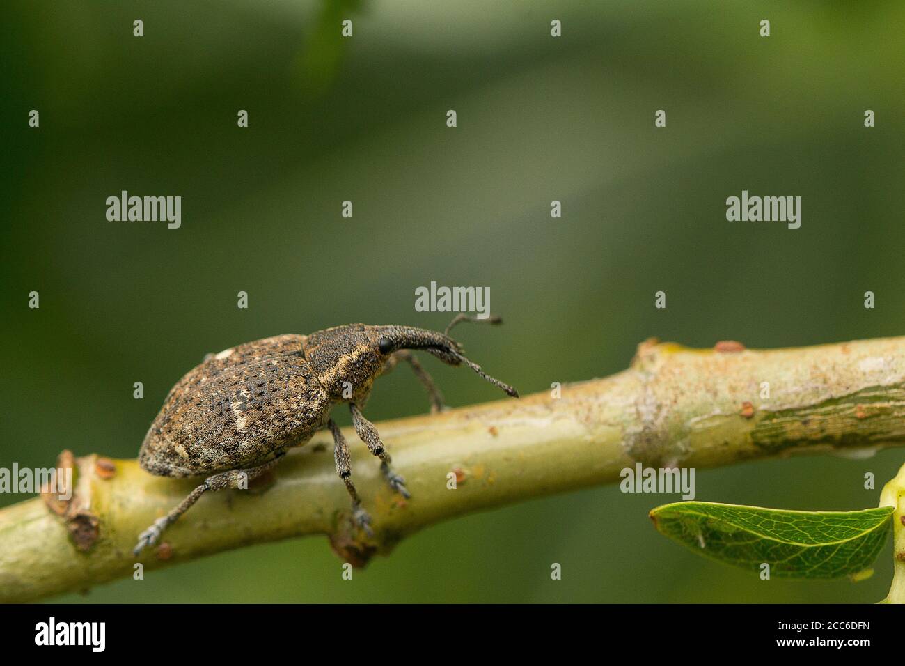 A weevil (Lepyrus palustris) on a Willow twig Stock Photo - Alamy