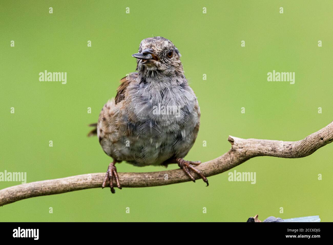 Dunnock in rural garden hi-res stock photography and images - Alamy