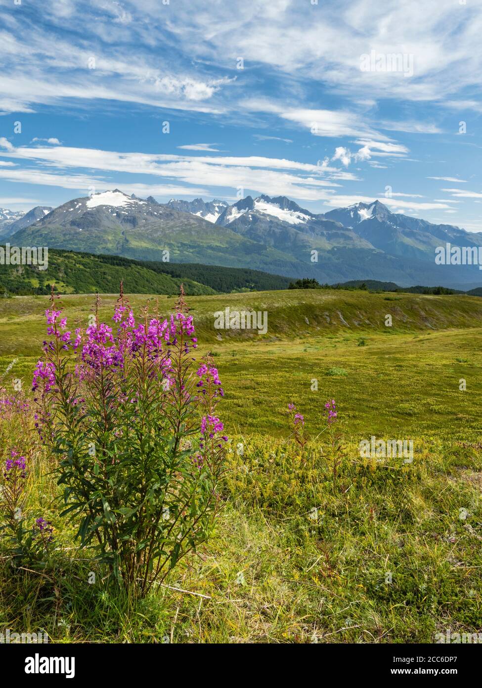 Common Fireweed and the Kenai Mountains in Southcentral Alaska Stock ...