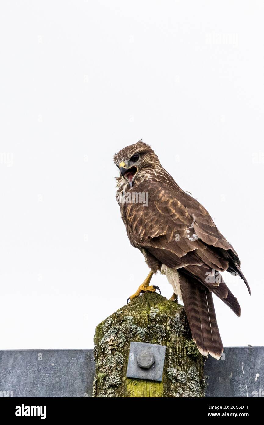 A young buzzard in mid Wales Stock Photo - Alamy