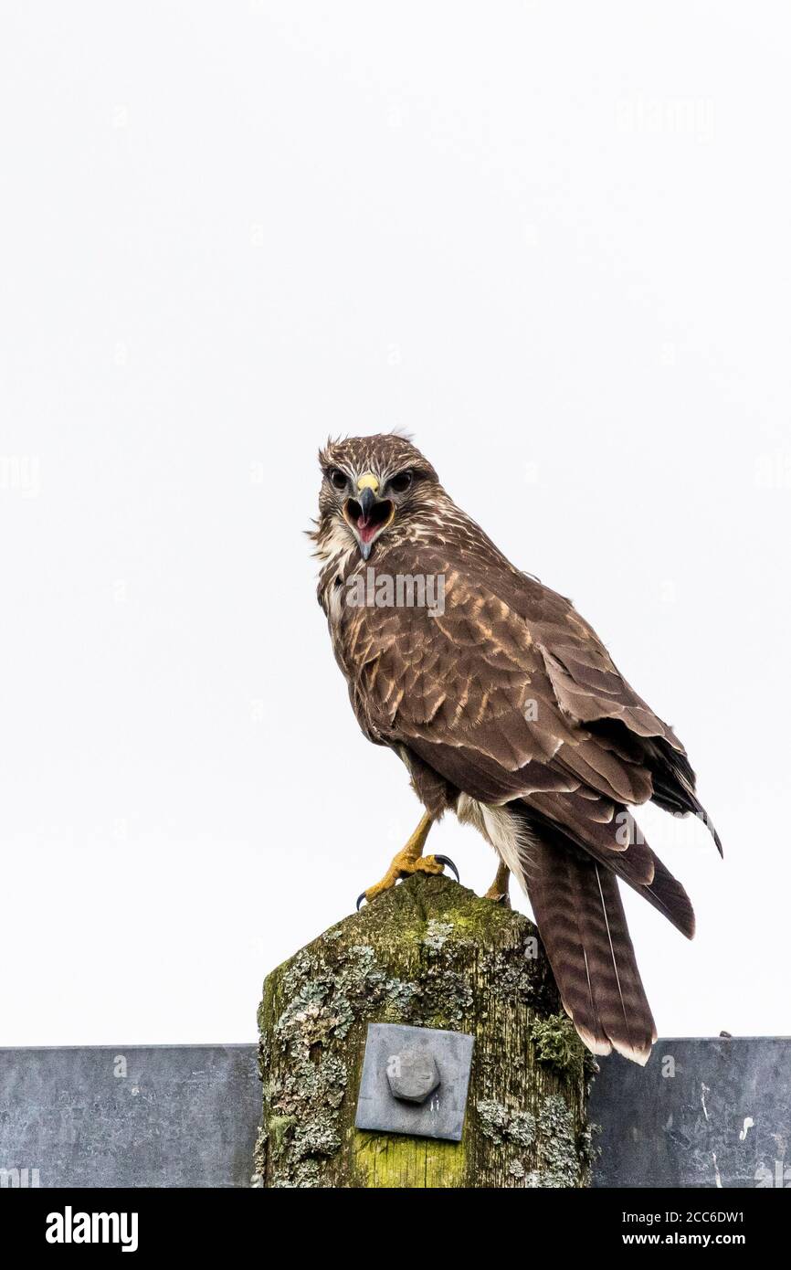 Young buzzard uk hi-res stock photography and images - Alamy