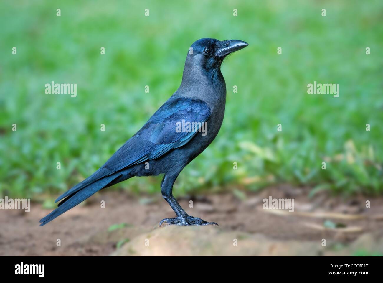 House Crow - Corvus splendens, common black crow from Asian forests and ...