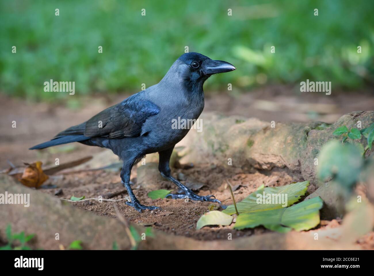 House Crow - Corvus splendens, common black crow from Asian forests and ...