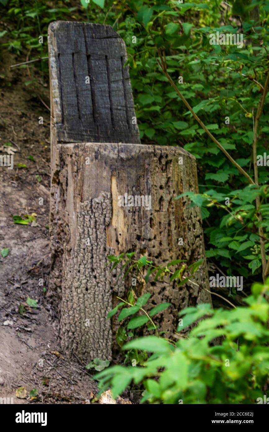 Tree stump chair hi-res stock photography and images - Alamy