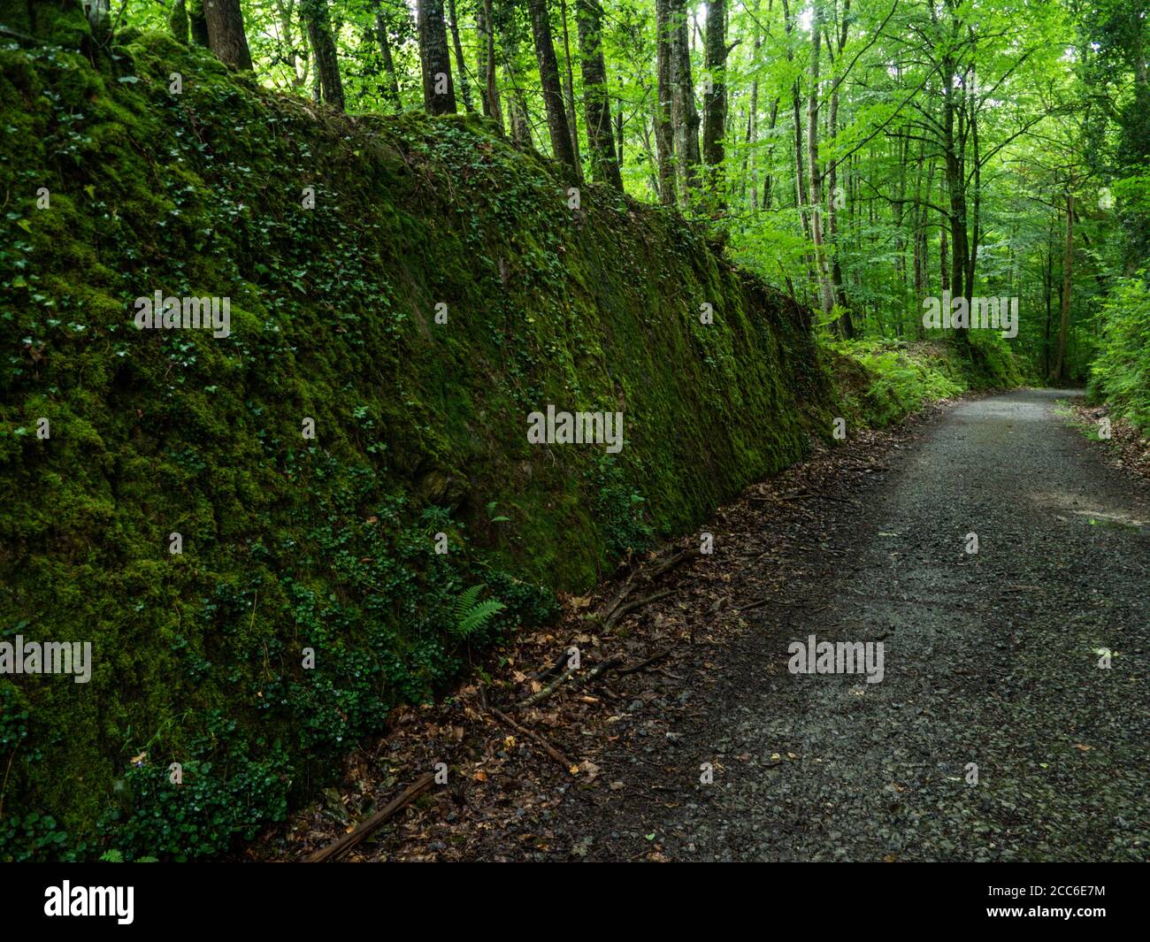 lonely roads through a forest in the Batzan Valley in the Basque ...