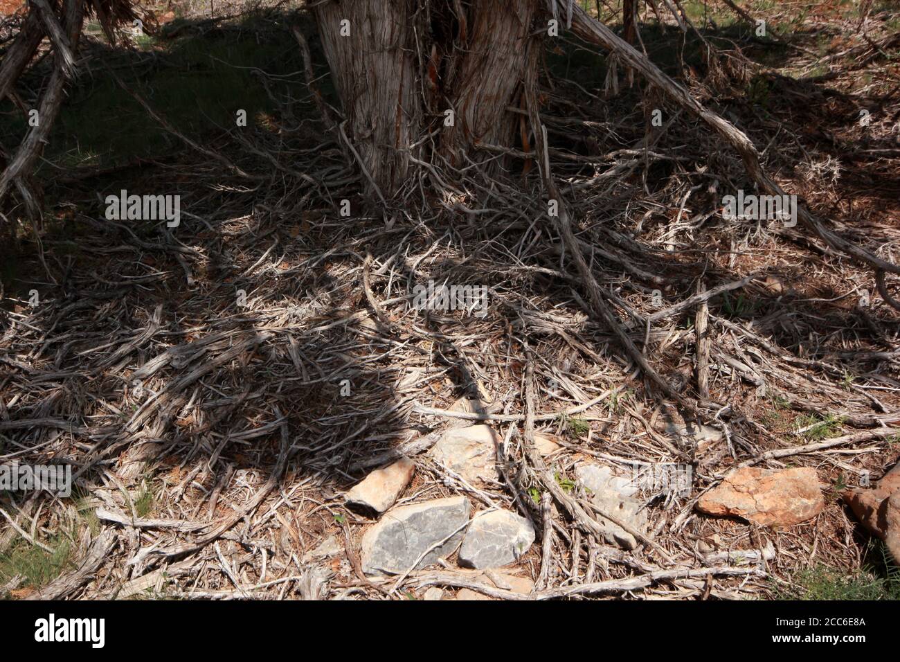 Juniper tree trunk and branches Stock Photo - Alamy