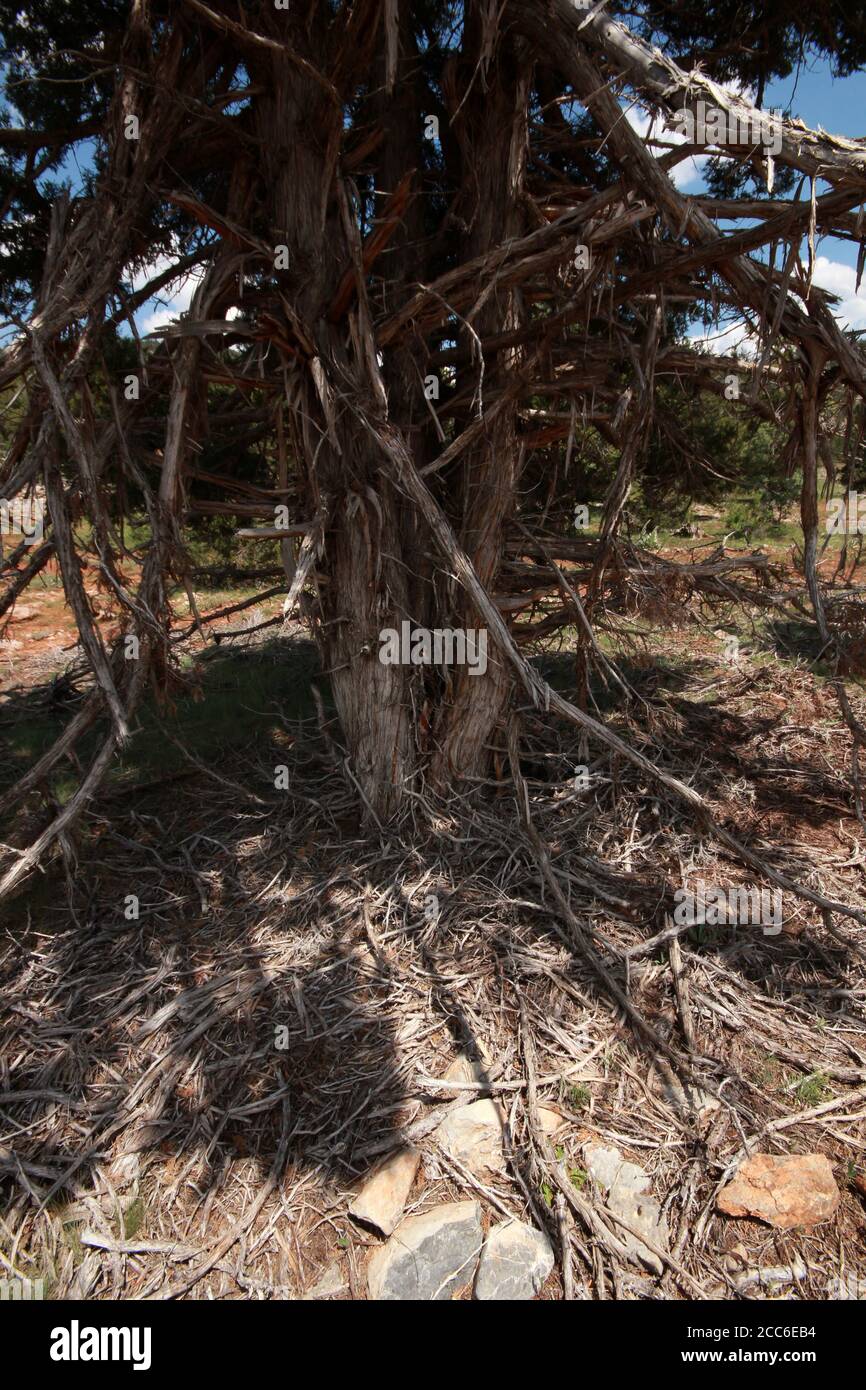 Juniper tree trunk and branches Stock Photo - Alamy