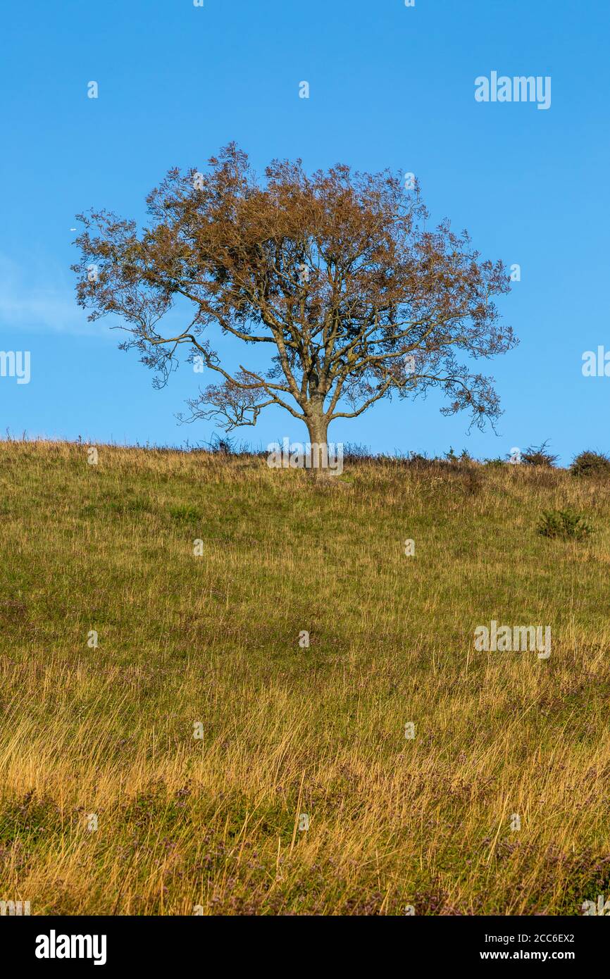 Looking up a hill at a lone tree on the horizon Stock Photo - Alamy