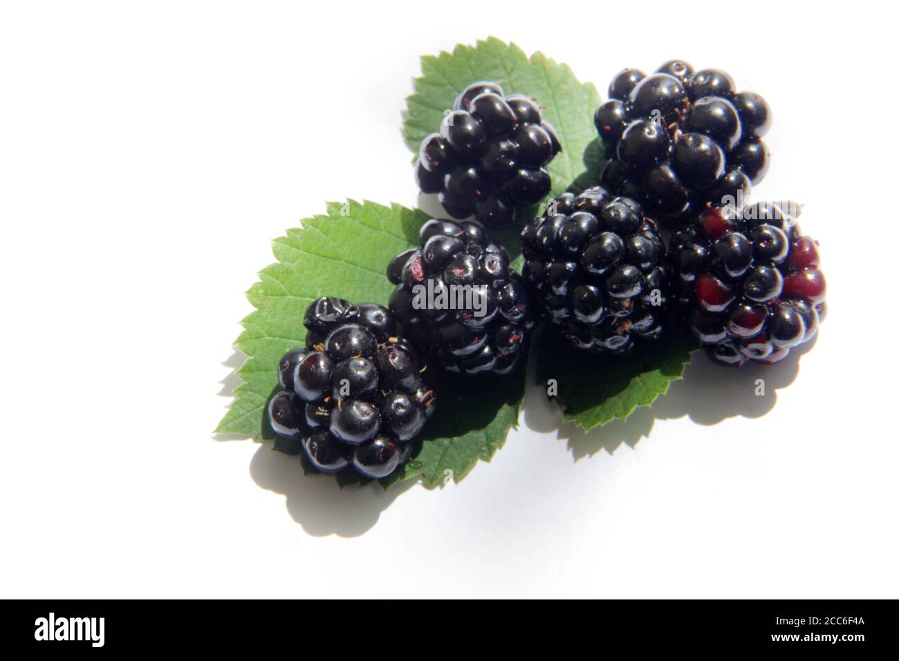 Blackberries isolated on white background Stock Photo - Alamy