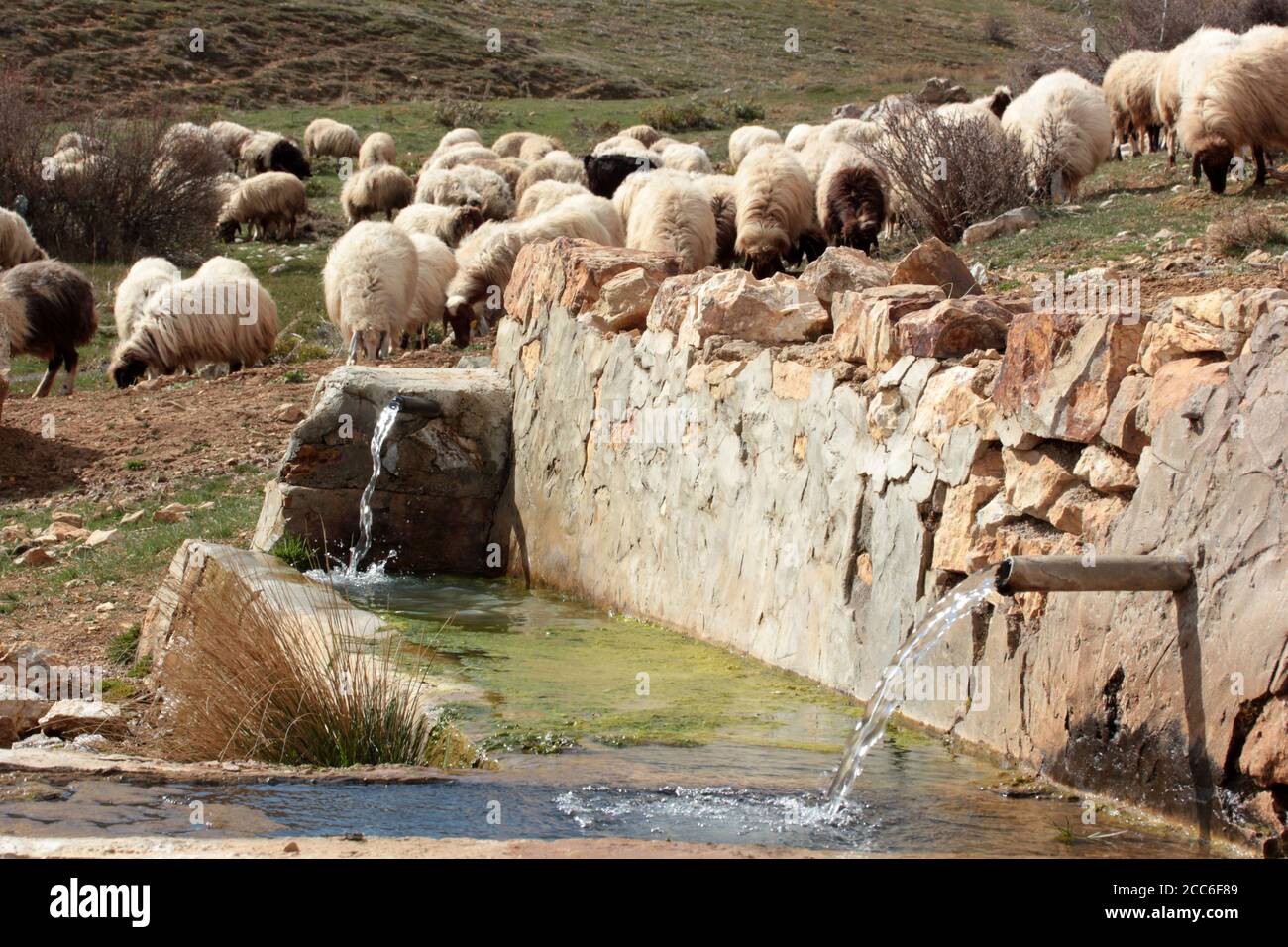 Sheep drinking water trough in hi-res stock photography and images - Alamy