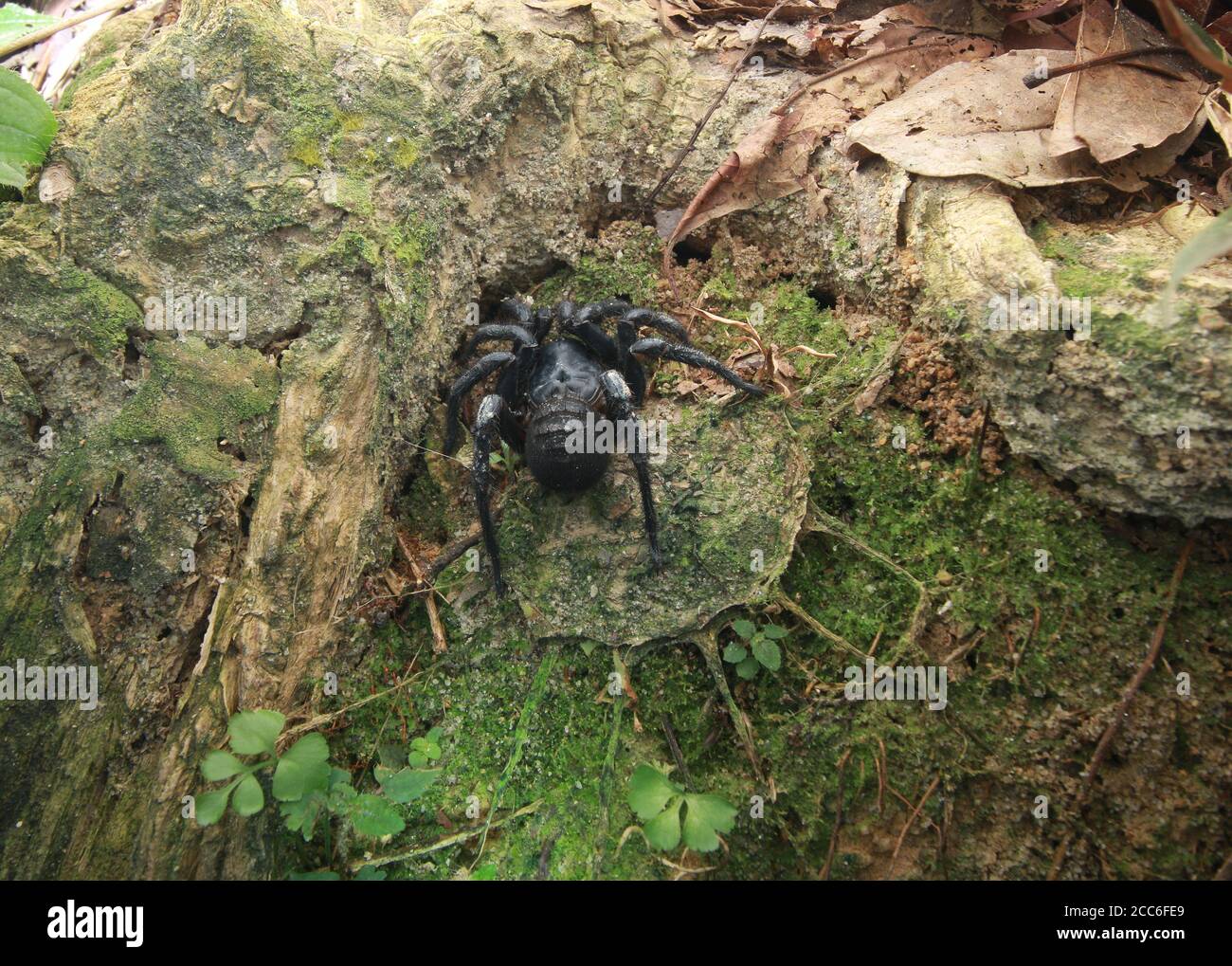 Malayan Trapdoor Spider, Liphistius malayanus, near its burrow or ...