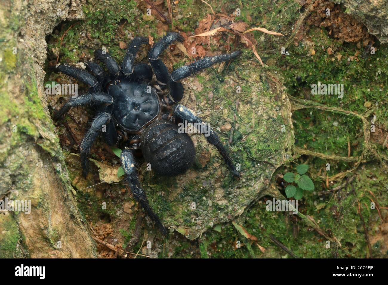 Malayan Trapdoor Spider, Liphistius malayanus, near its burrow or ...