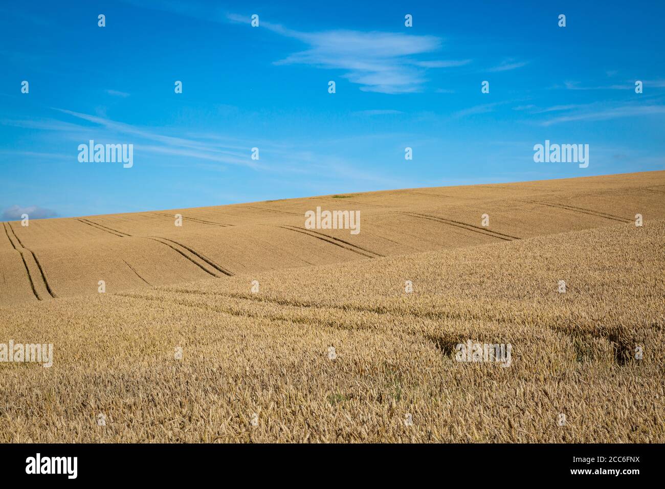 Golden fields of cereal crops in the summer sunshine Stock Photo - Alamy