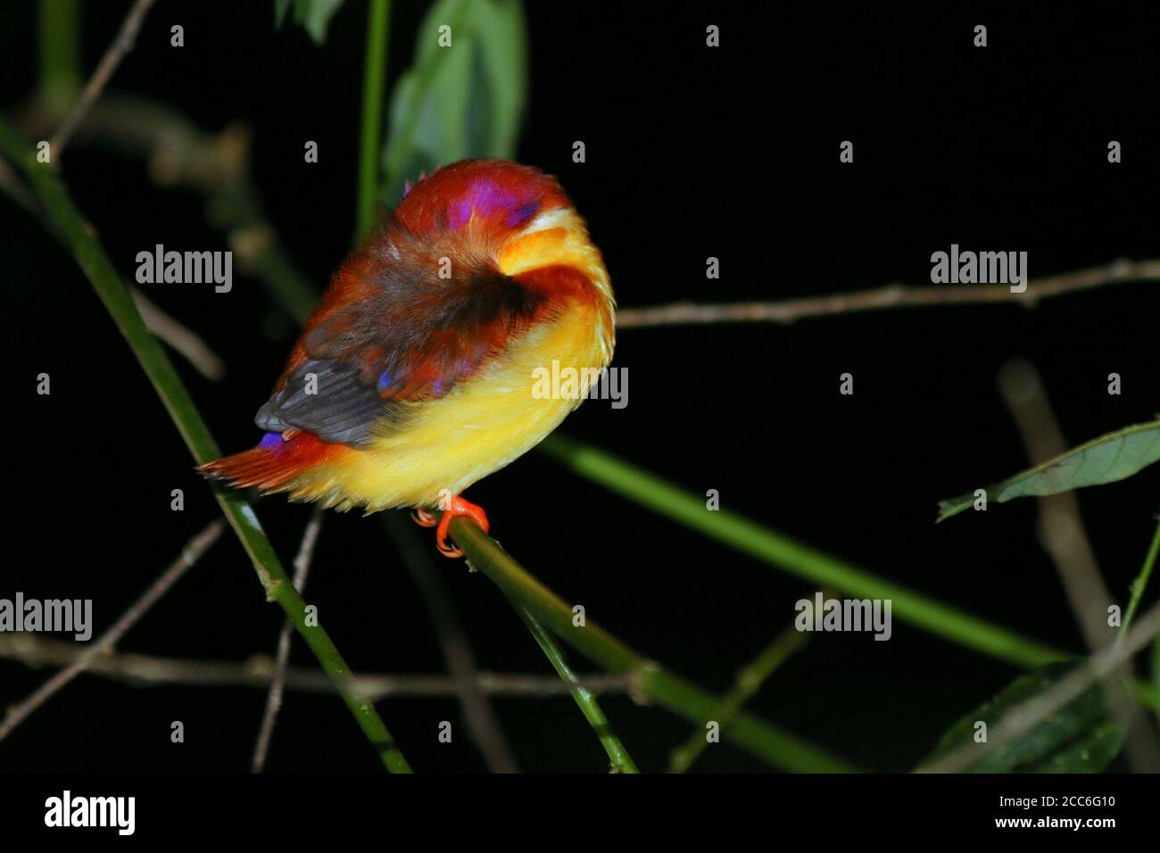 Sleeping Rufous-backed Kingfisher, Ceyx rufidorsa Stock Photo - Alamy