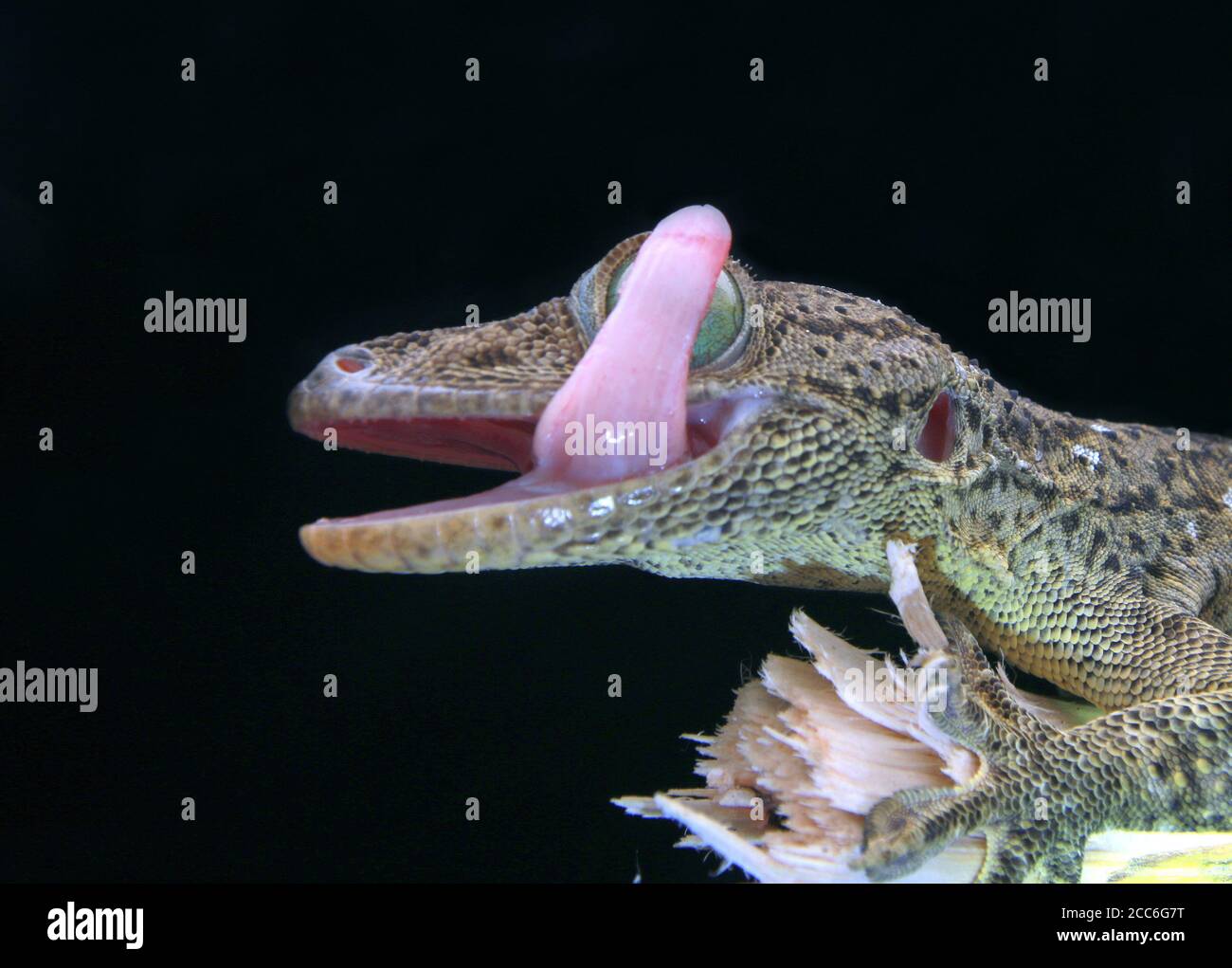 Green-eyed Gecko, Gekko smithii Stock Photo - Alamy