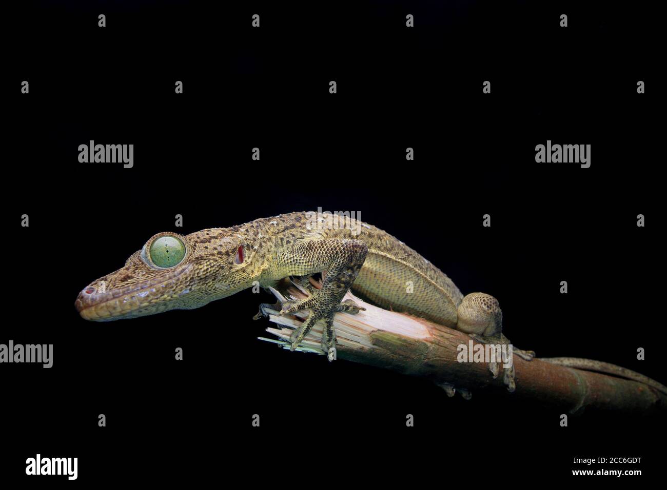 Green-eyed Gecko, Gekko smithii Stock Photo - Alamy