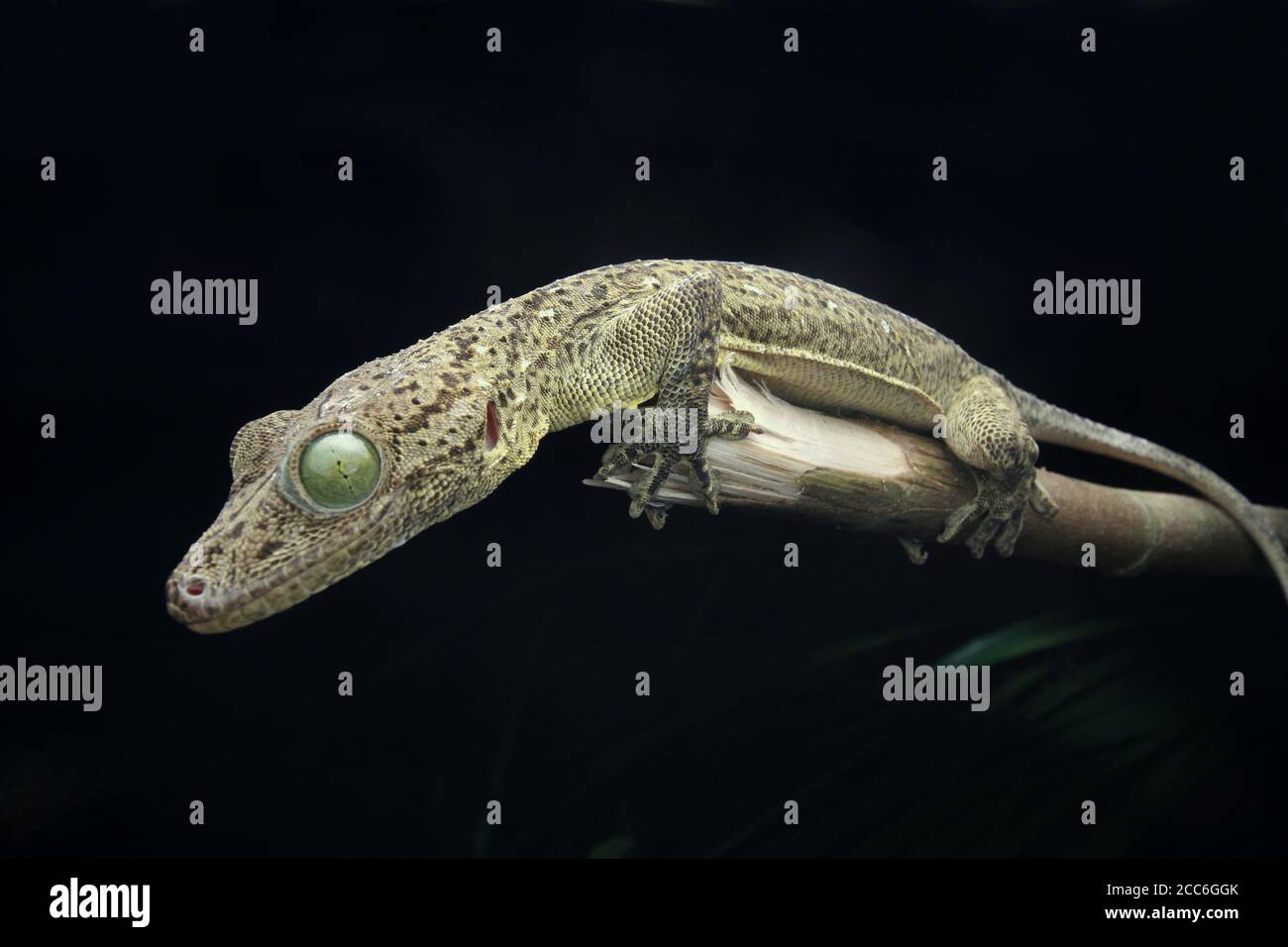Green-eyed Gecko, Gekko smithii Stock Photo - Alamy