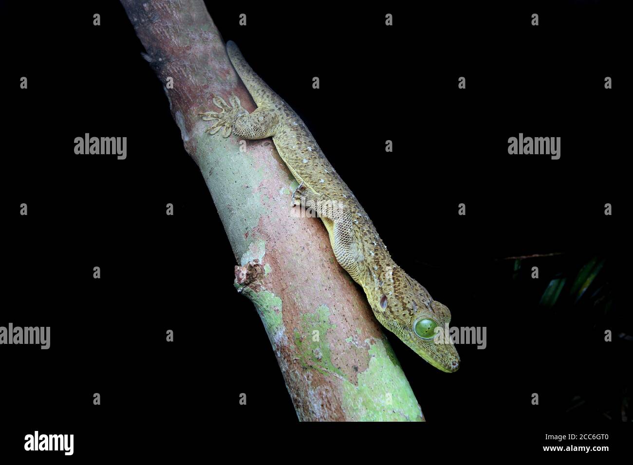 Green-eyed Gecko, Gekko smithii Stock Photo - Alamy