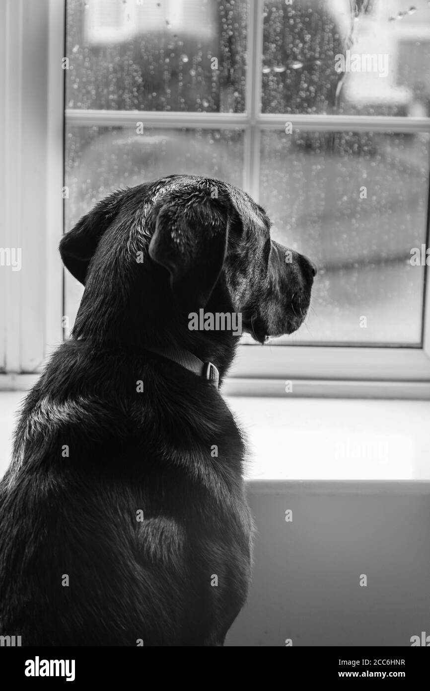 Black labrador after rainy walk hi-res stock photography and images - Alamy
