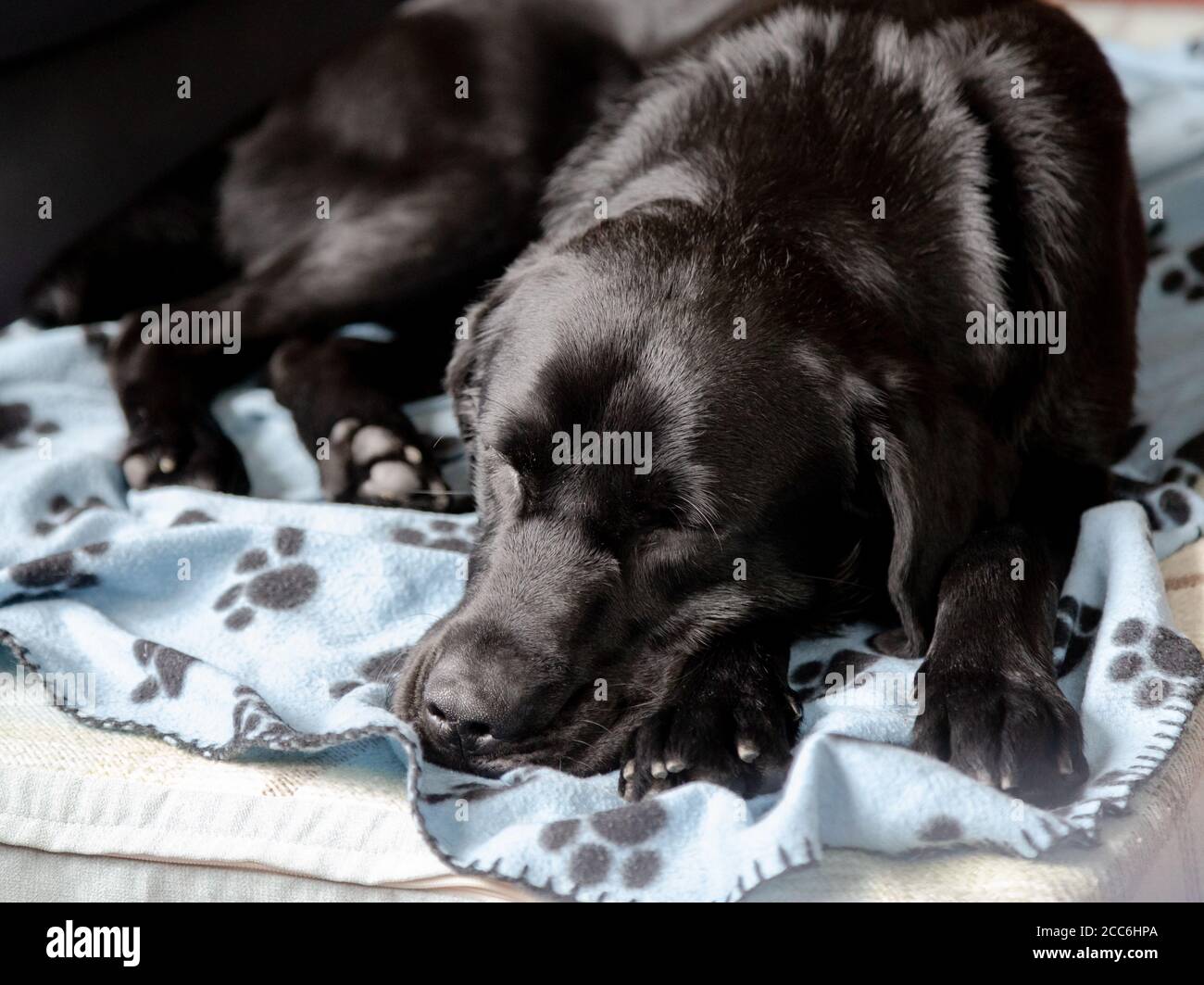 Sleeping black dog hi-res stock photography and images - Alamy