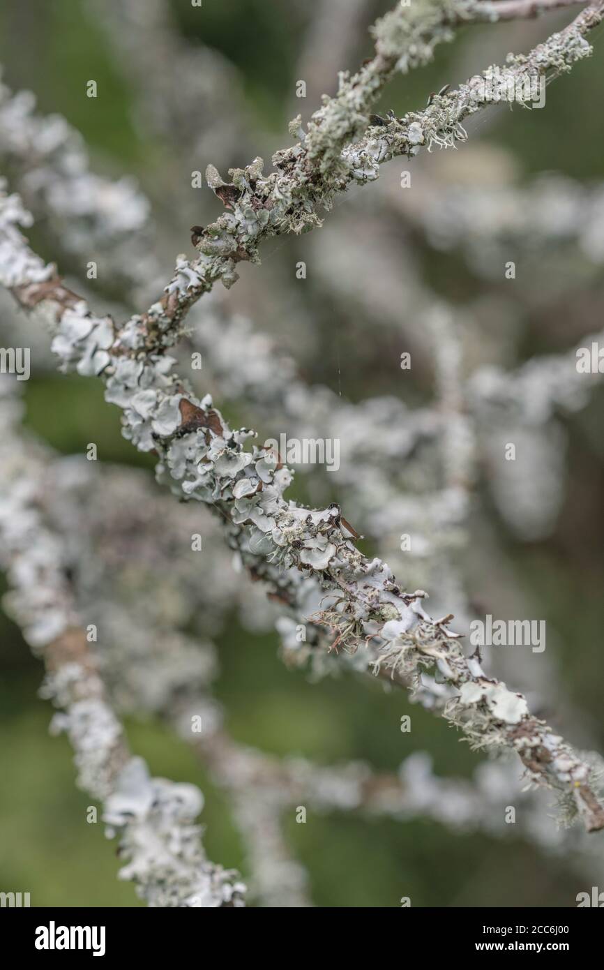 The flattened lichen hugging the tree twigs are a 'Foliose' tree lichen ...