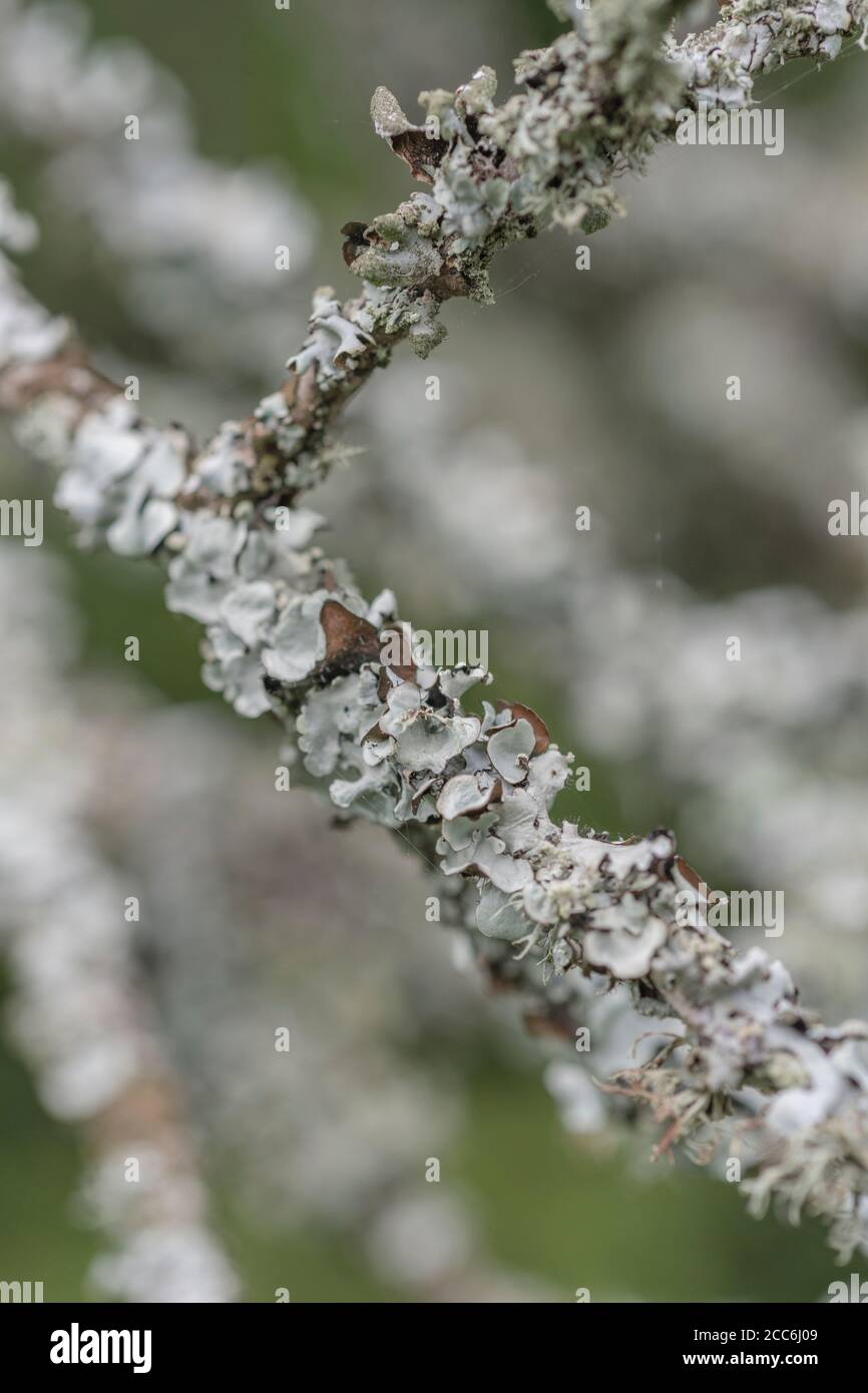 Perlata High Resolution Stock Photography and Images - Alamy