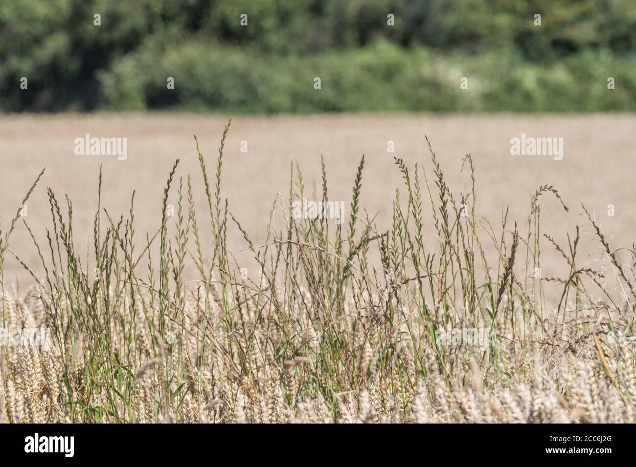 Grass heads hi-res stock photography and images - Alamy