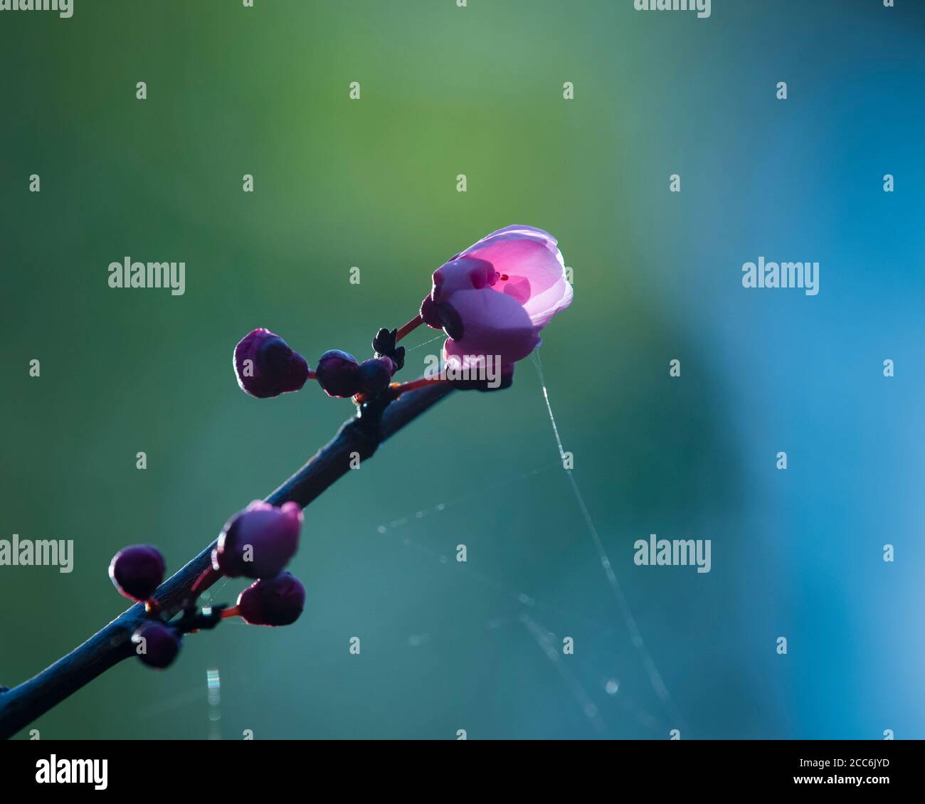 Cherry blossom bud back lit by the morning sun, with tiny spider webs ...