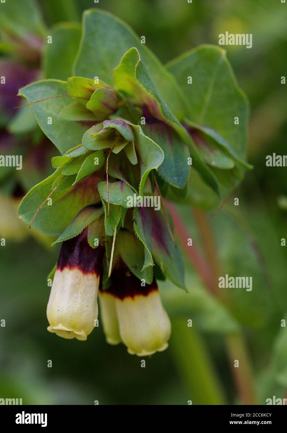 Native plant of sicily hi-res stock photography and images - Alamy