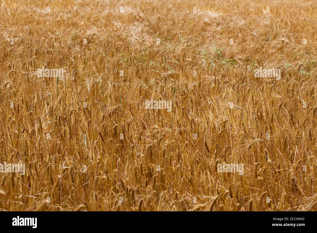 Brown wheat field ready for harvest for natural background Stock Photo ...