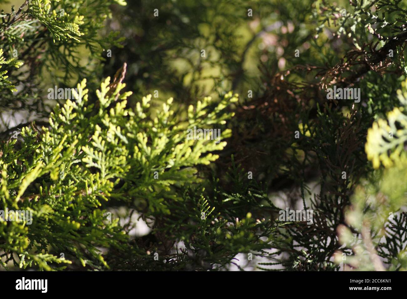 Pine tree closeup for background. Close-up photo shoots from pine trees ...