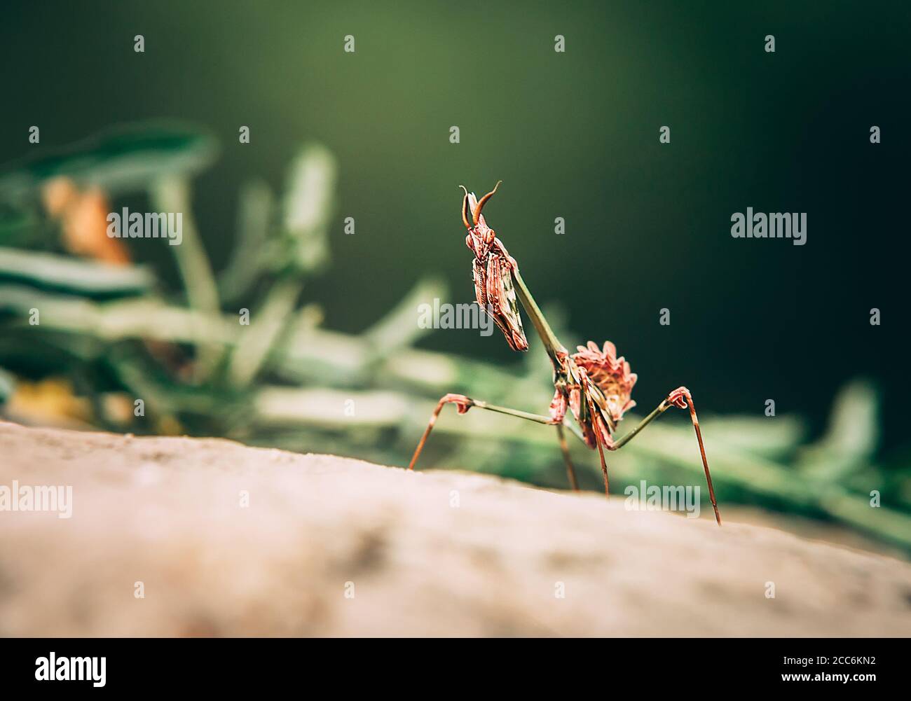 Praying mantis macro portrait on a rock. Hunting animal, waiting for ...