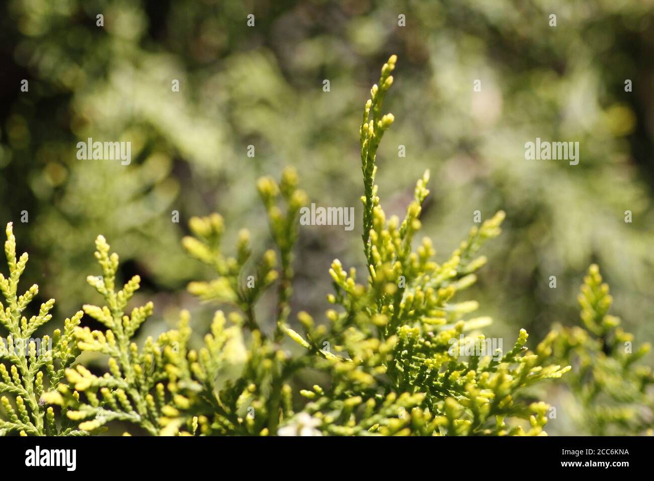Pine tree closeup for background. Close-up photo shoots from pine trees ...
