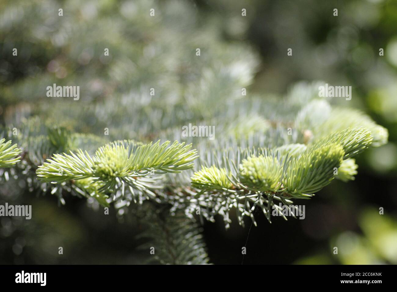 Pine tree closeup for background. Close-up photo shoots from pine trees ...