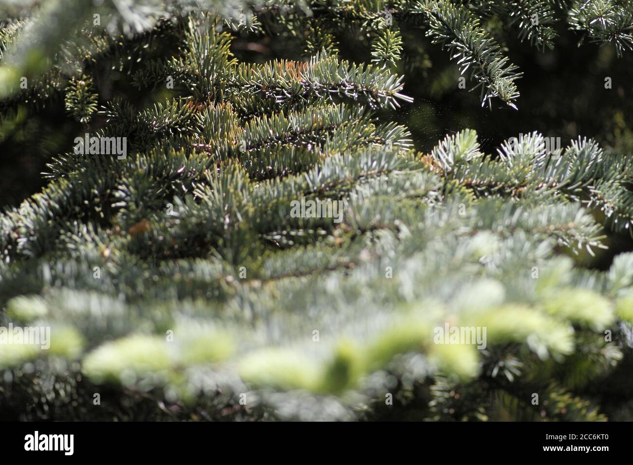 Pine tree closeup for background. Close-up photo shoots from pine trees ...