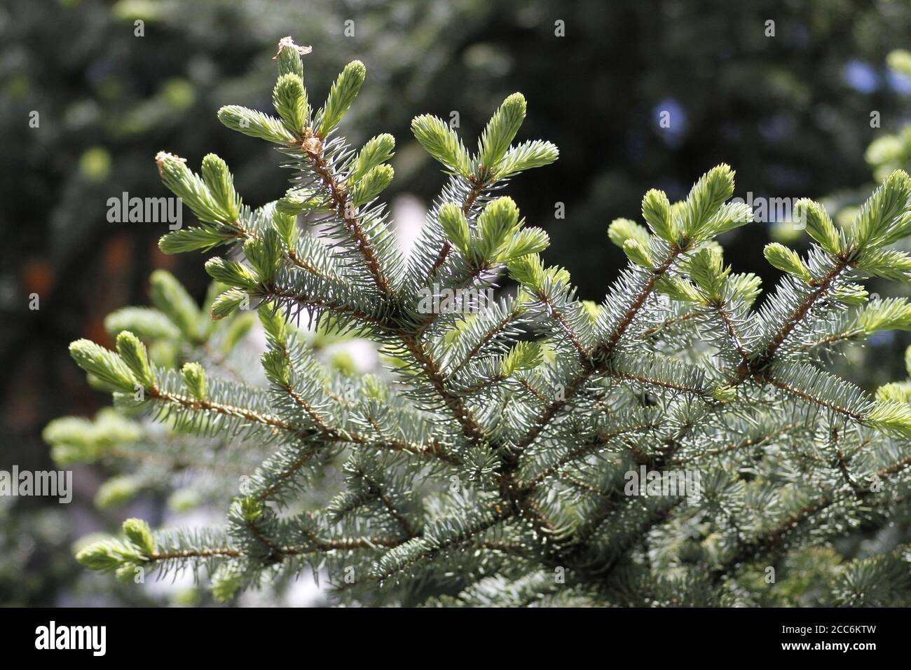 Pine tree closeup for background. Close-up photo shoots from pine trees ...