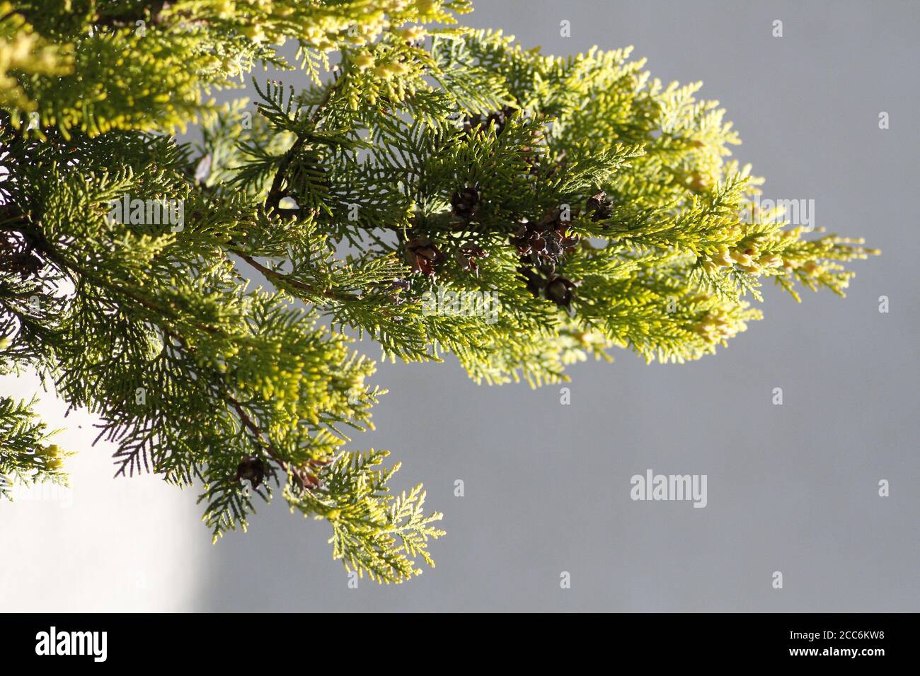 Pine tree closeup for background. Close-up photo shoots from pine trees ...