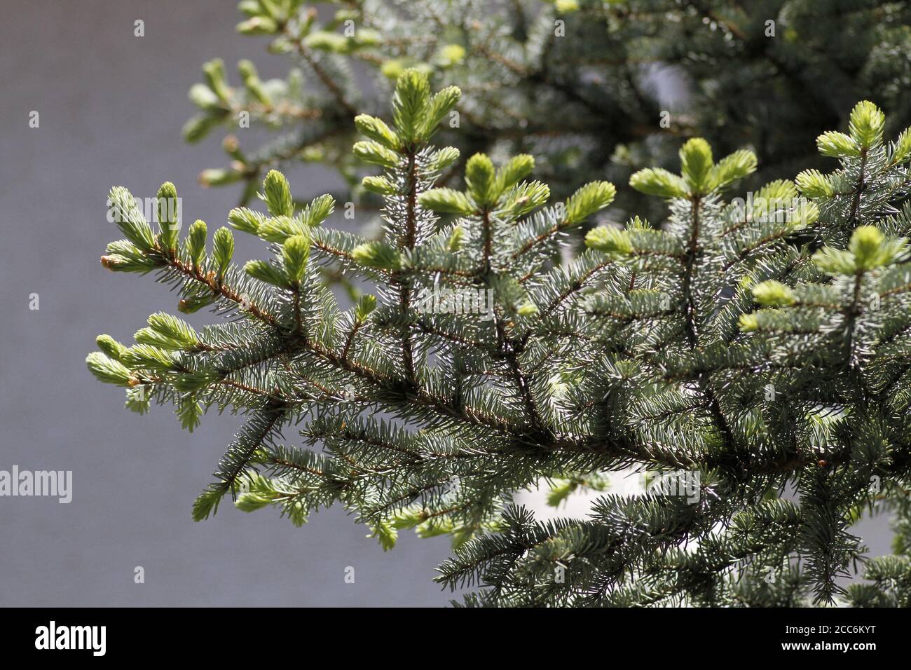 Pine tree closeup for background. Close-up photo shoots from pine trees ...