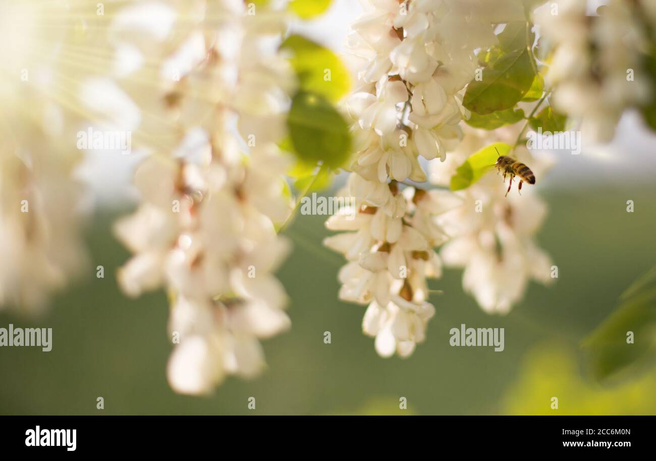 Acacia tree flowers blooming in the spring. Acacia flowers branch with ...