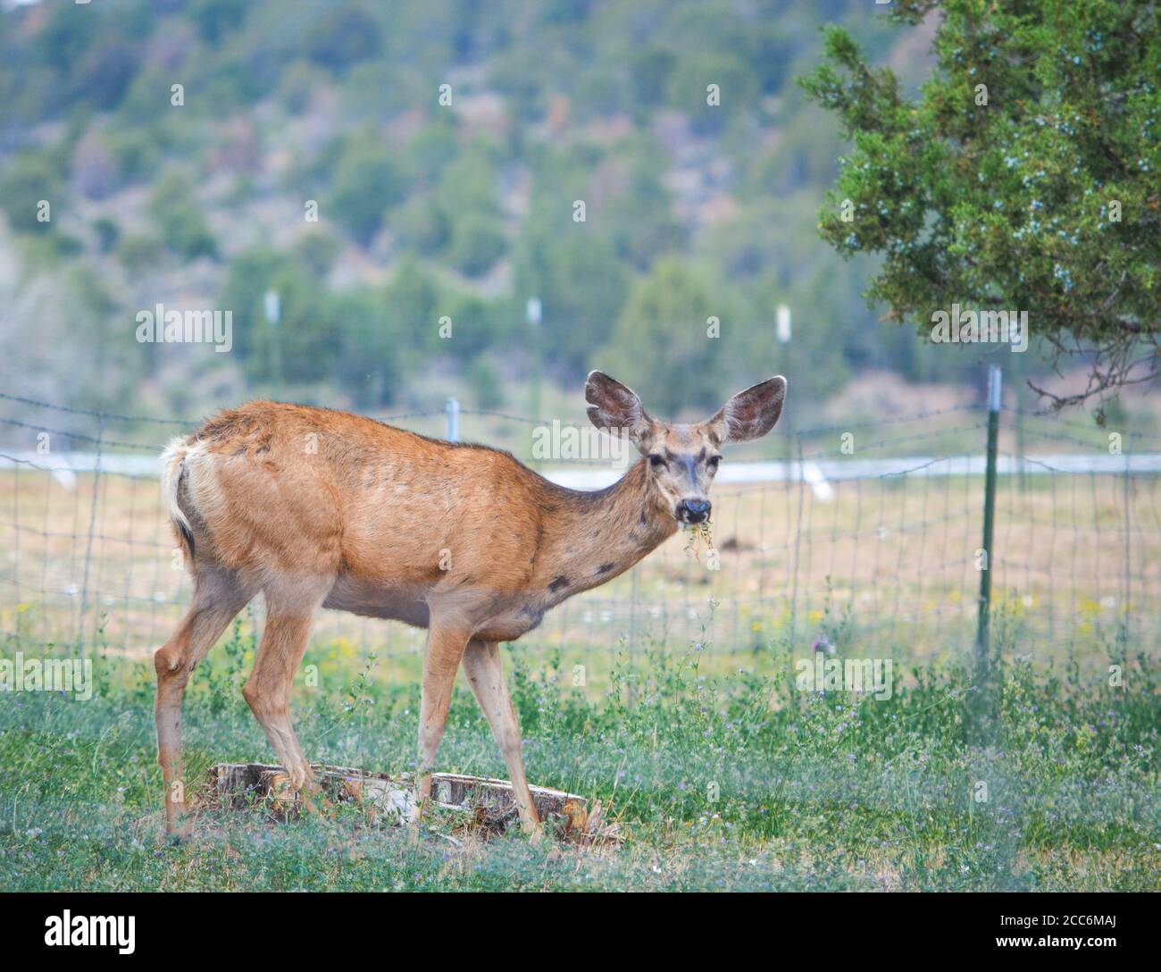 Wild Mule Deer in the countryside of Delta Colorado Stock Photo - Alamy