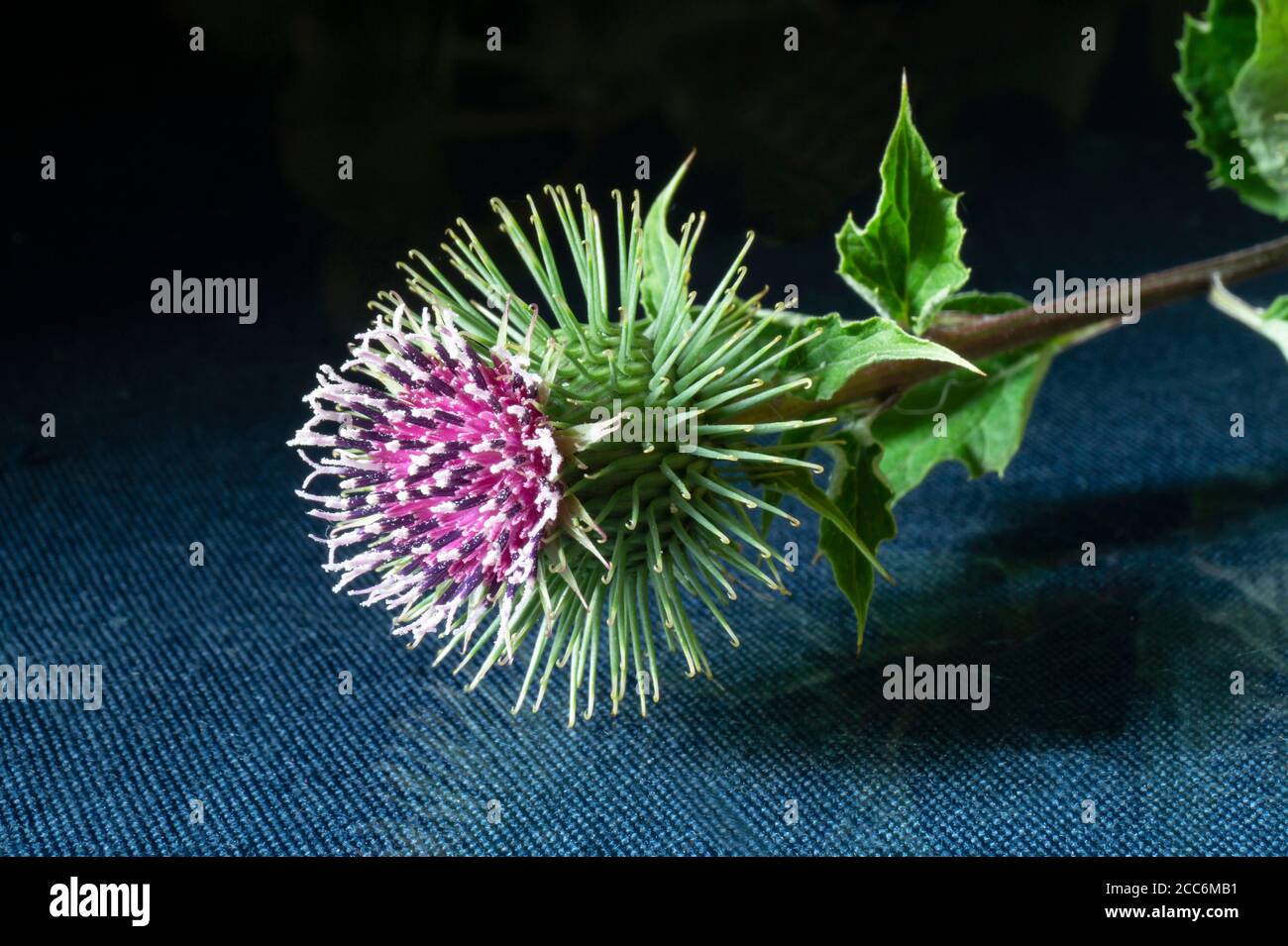 The Bur burdock with green sheet on glass table.Blossom of the weed on ...