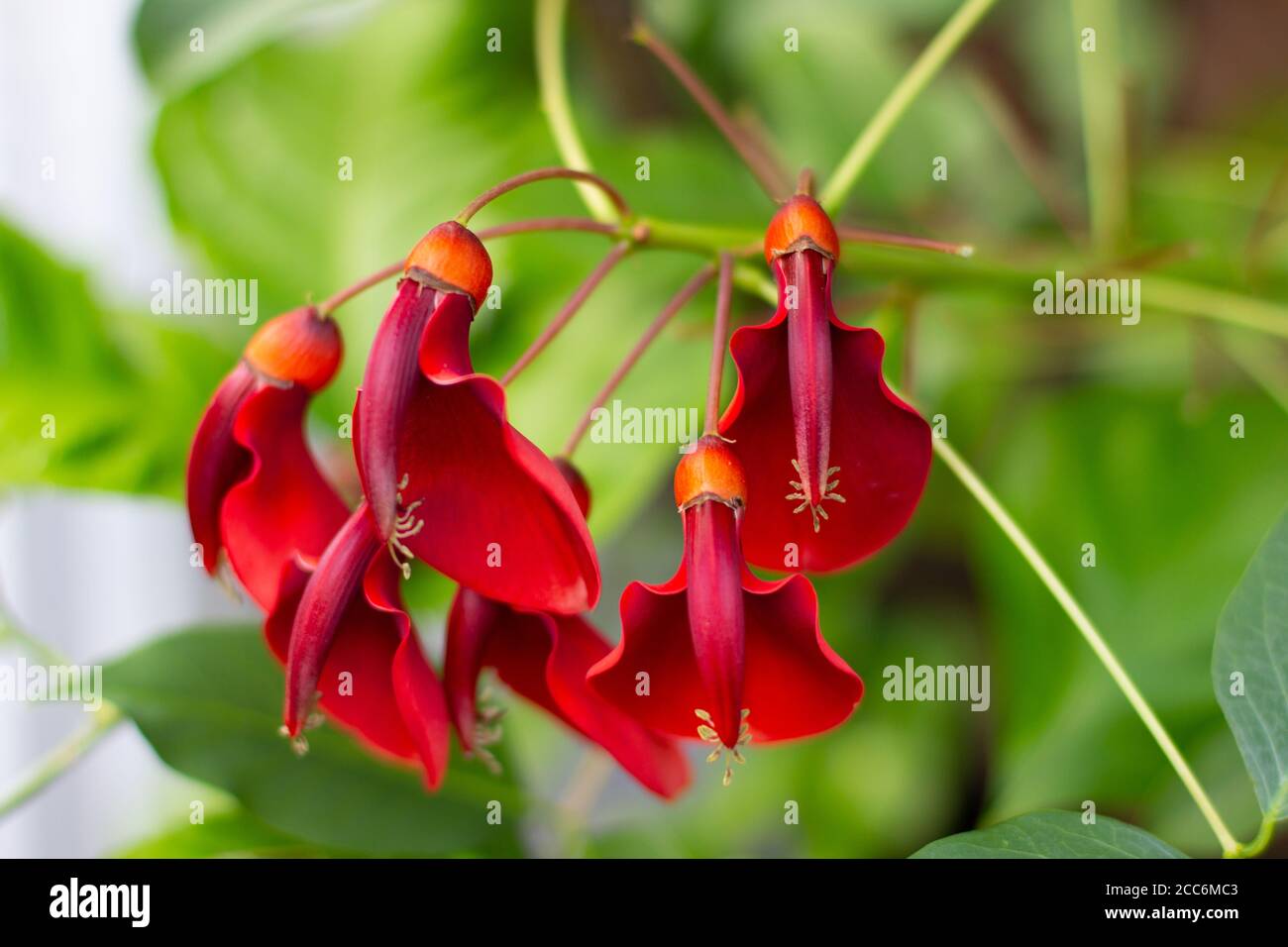Flowers of a coral tree, also called flame tree, Erythrina or ...