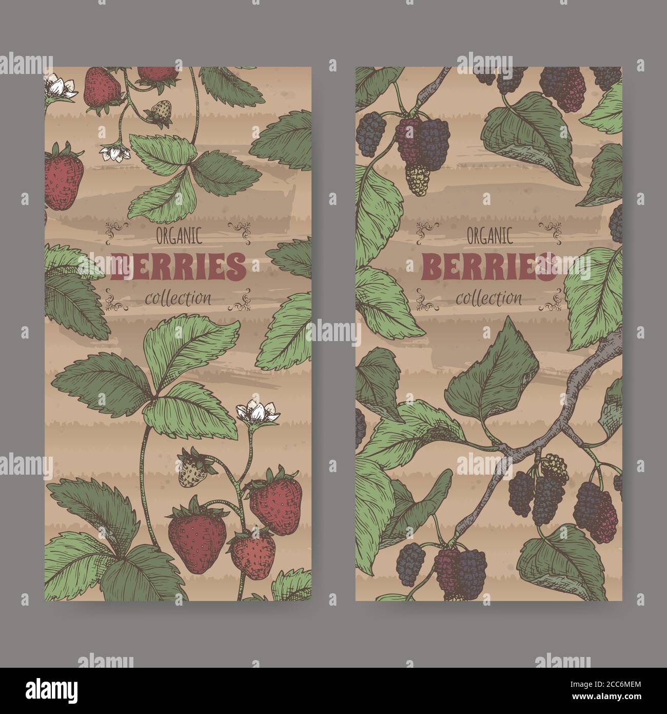 Two labels with garden strawberry aka Fragaria ananassa and Black ...