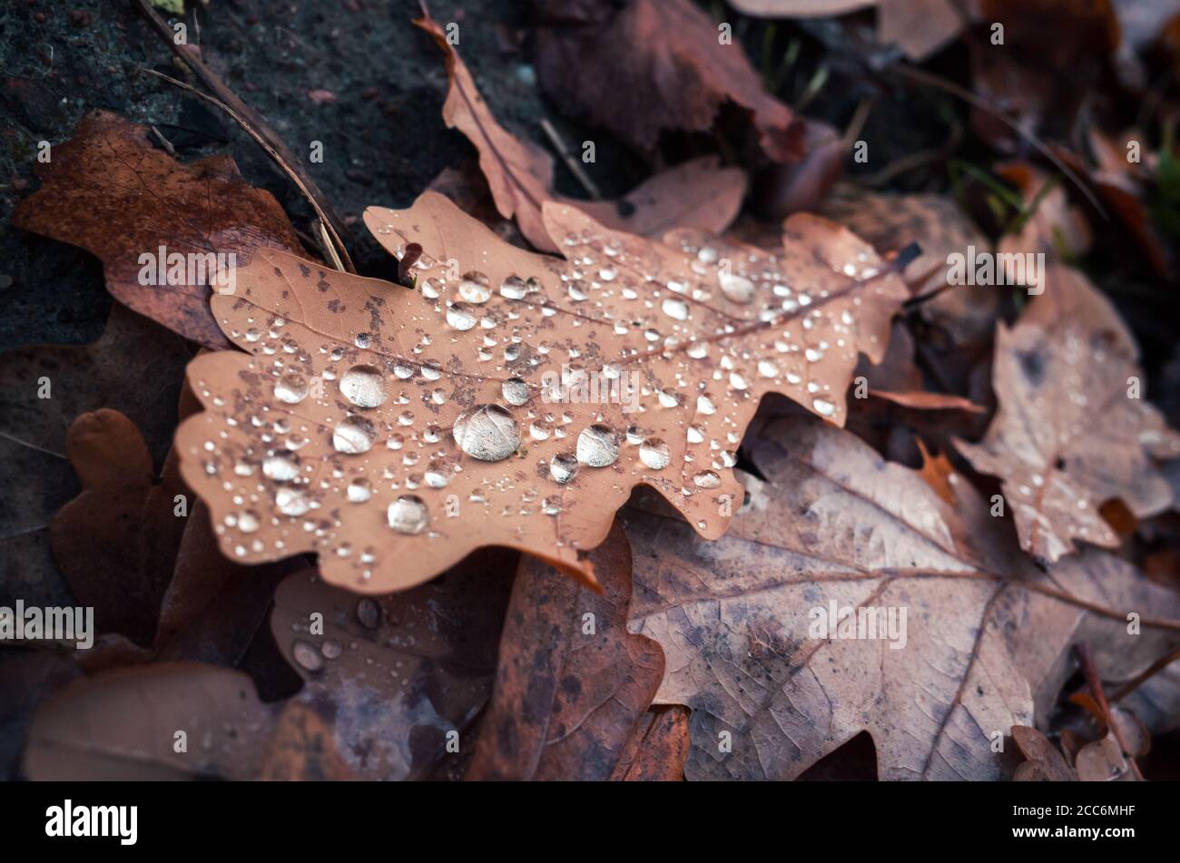Dry oak tree leaf with water drops lays on the ground in autumn ...