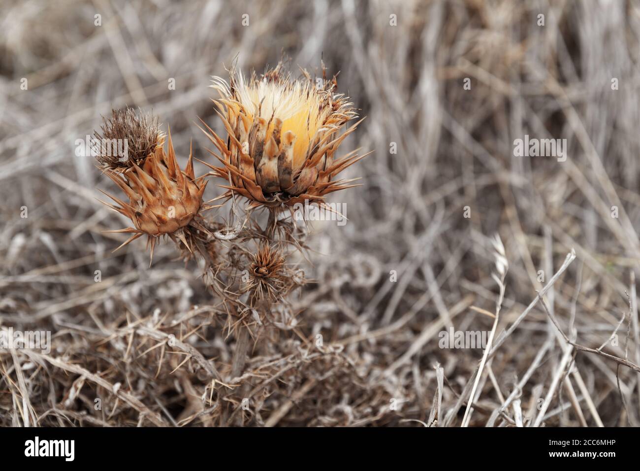 Beautiful dry flower hi-res stock photography and images - Alamy