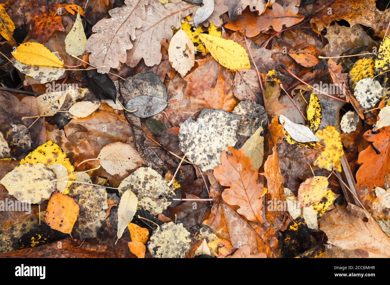 Dry fallen autumn leaves lay on the ground, natural photo background ...
