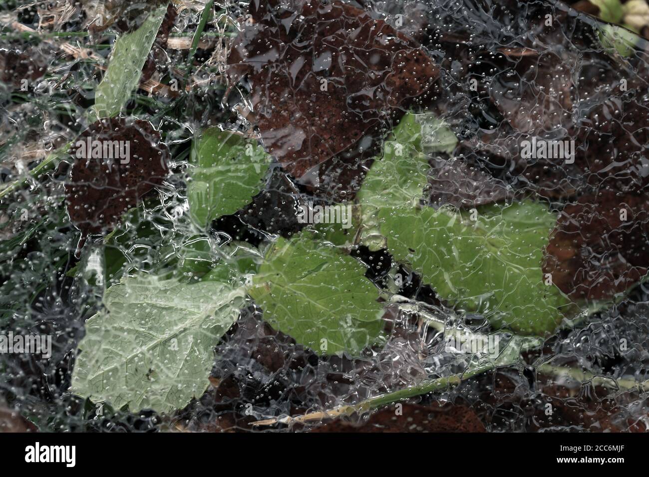 Frozen green leaves are under thin ice layer, autumn season natural ...