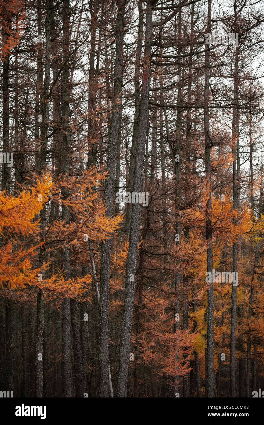 Vertical autumn forest background photo with larch trees Stock Photo ...